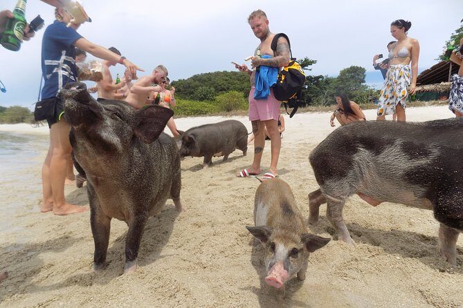 Pig Feeding, Kayaking, Snorkeling Trip at Pig Island By Speedboat From Koh Samui - Frequently Asked Questions