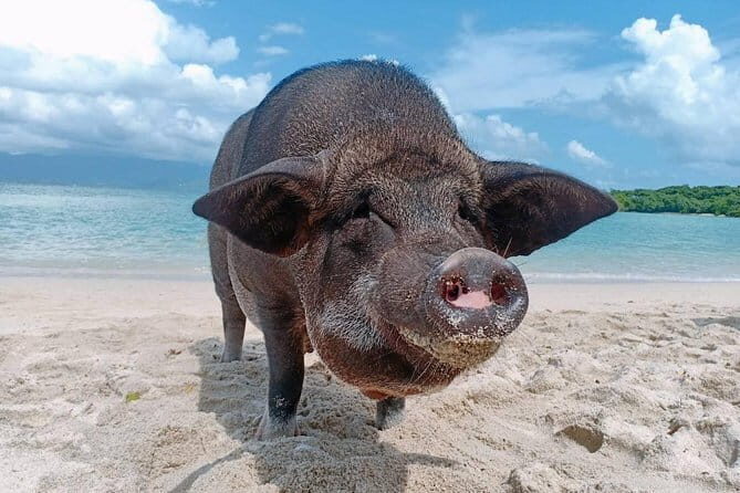 Pig Island & Koh Tan Tour by Speed Boat (Snorkeling & Kayaking) - An Honest Look at the Pig Island & Koh Tan Tour by Speed Boat