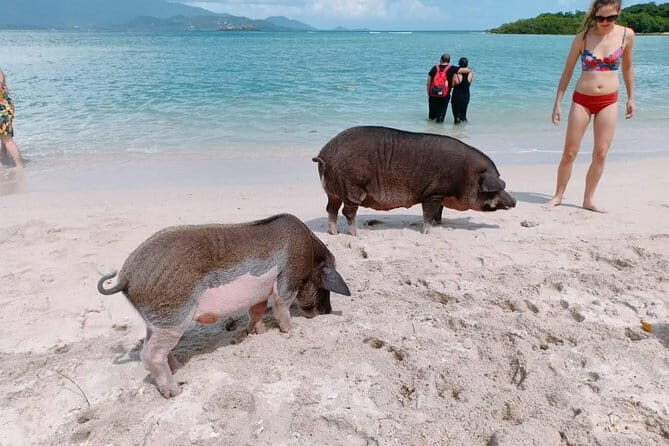 Pig Island & Koh Tan Tour by Speed Boat (Snorkeling & Kayaking) - Key Points