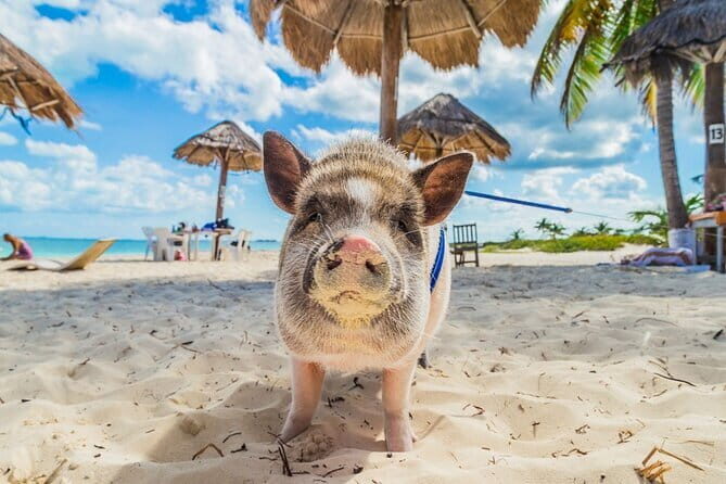 Pig Island & Koh Tan Tour by Speed Boat (Snorkeling & Kayaking) - Frequently Asked Questions