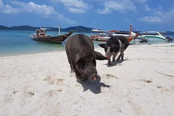 Pig Island ,Snorkeling, Private Long Tail Boat (Local Thai Experience) - Final Thoughts
