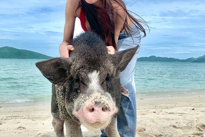 Pig Island Tour by Speedboat with Snorkeling - What Do the Reviews Say?