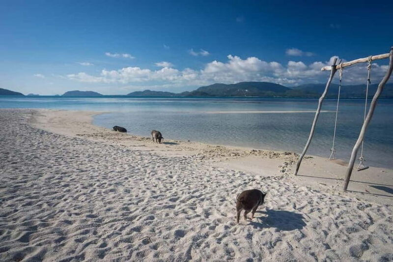 Pig Island(Koh Mudsum) and Koh Tan Half Day Snorkeling Tour - Real Travelers’ Insights