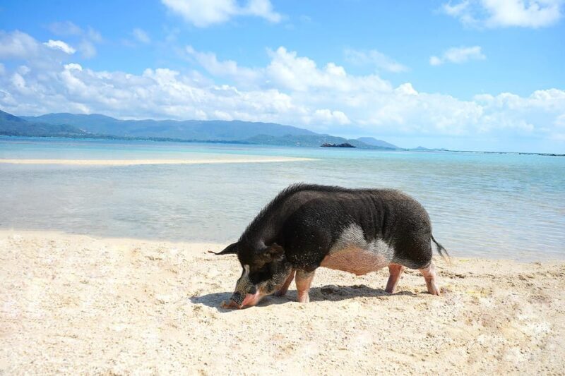 Pig Island(Koh Mudsum) and Koh Tan Half Day Snorkeling Tour - Practical Tips for Future Travelers