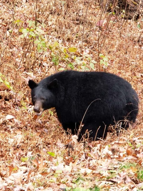 Pigeon Forge: Smokies Adventure Loop Guided Tour - An Overview of What to Expect