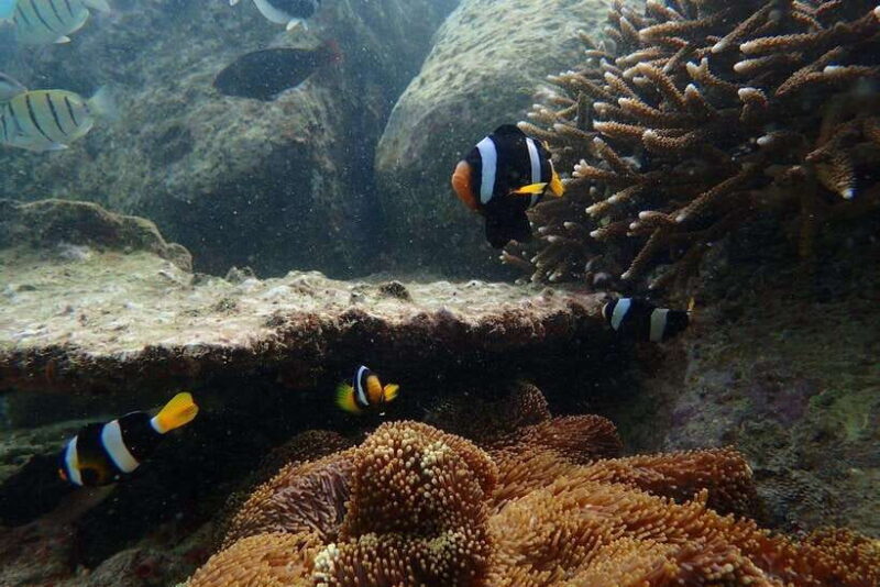 Pigeon Island Snorkeling Tour from Uppuveli Beach - The Experience in Detail