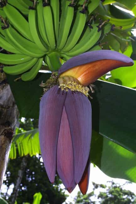 Pigeon Point and Castries Paradise Tour on Saint Lucia - The Sum Up