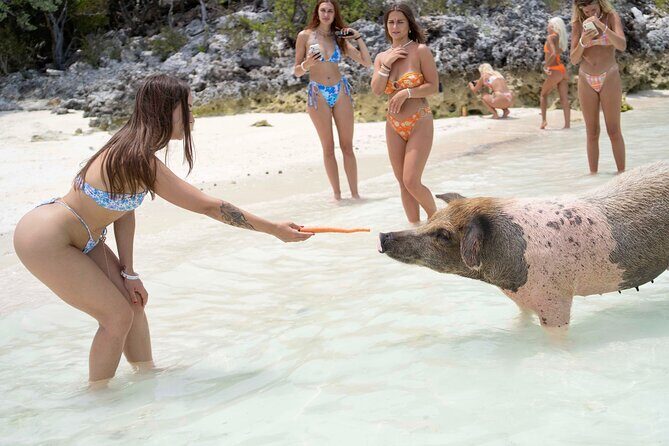 Piggy Splash Dash Of Rose Island Group Tour - Key Points