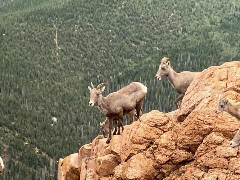Pikes Peak Tour - Authentic Traveler Feedback