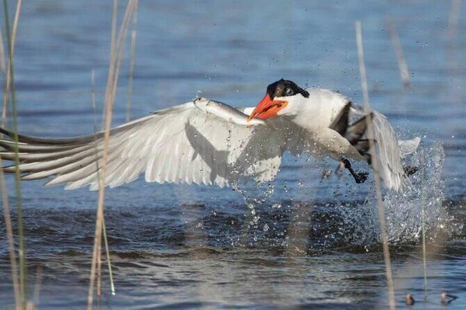 Pilbara Bird Tours - In-Depth Review: What to Expect from Pilbara Bird Tours