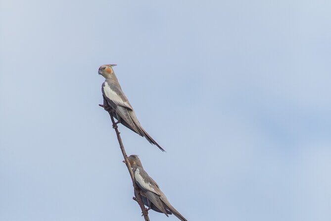 Pilbara Bird Tours - Who Would Love This Tour?