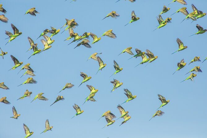 Pilbara Bird Tours - The Sum Up: Is Pilbara Bird Tours Worth It?