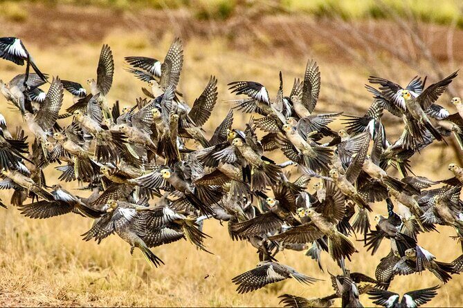 Pilbara Bird Tours - FAQ