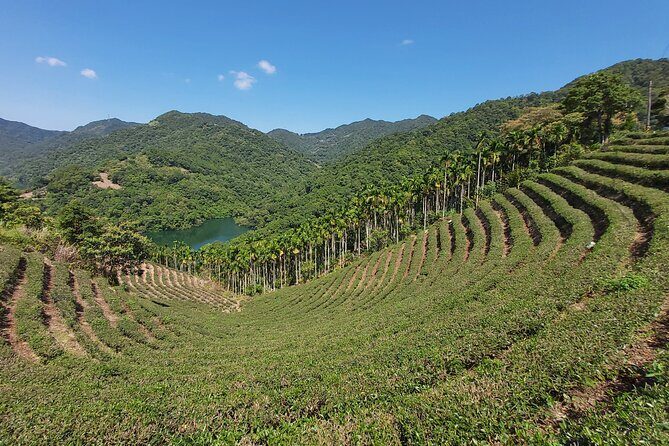 Pinglin Tea Culture & Maokong Day Tour from Taipei - Exploring the Itinerary in Detail