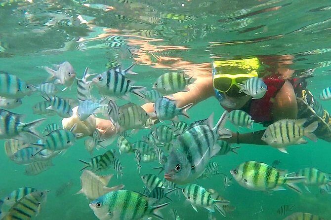 Pink Dolphin & Pig Island with Snorkeling Full Day Experience - Practical Tips for Travelers