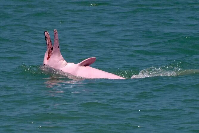 Pink Dolphin Spotting & Pig Island Speedboat Tour From Koh Samui - Who Will Love This Tour?