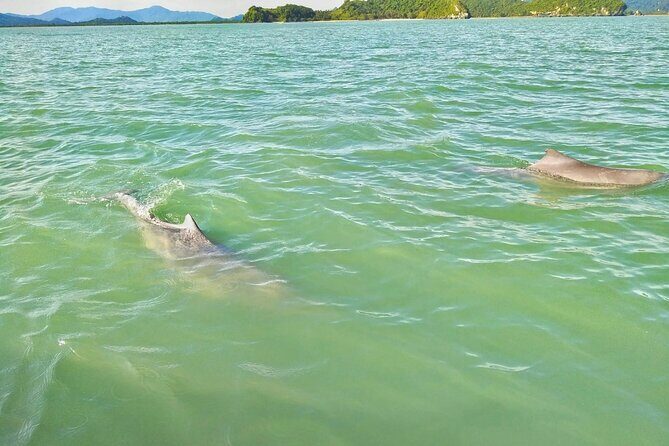 Pink Dolphin Spotting & Pig Island Speedboat Tour From Koh Samui - FAQ