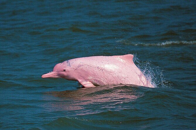 Pink Dolphin Spotting & Snorkelling Day Tour At Pigs Island - An In-Depth Look at the Experience