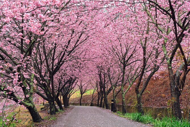 Pink Spring: Wuling Farm Cherry Blossom One-day Tour from Ximen - Key Points