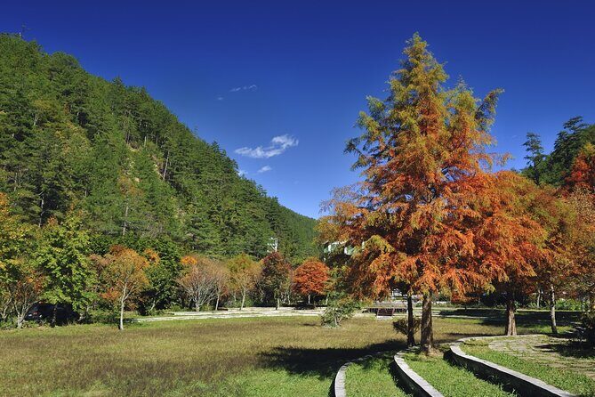 Pink Spring: Wuling Farm Cherry Blossom One-day Tour from Ximen - An In-Depth Look at the Experience