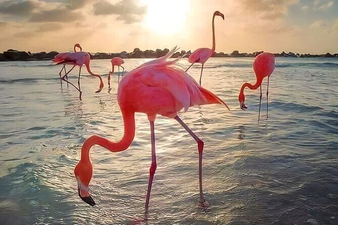 Pinktastic Lagoon Adventure Las Coloradas & Rio Lagartos from Cancun - In-Depth Review of the Pinktastic Lagoon Adventure