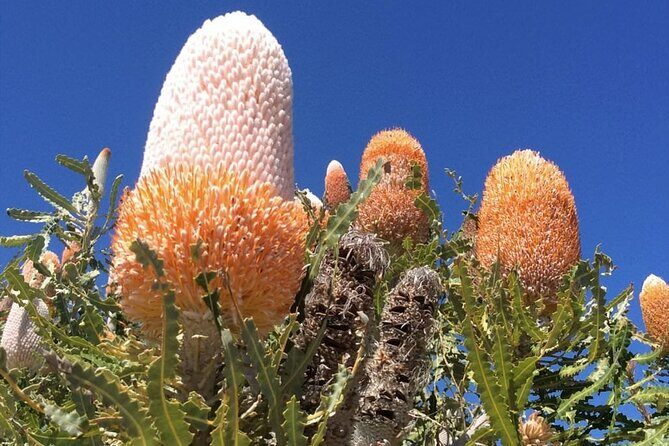 Pinnacles and Swan Valley Day Tour - Frequently Asked Questions