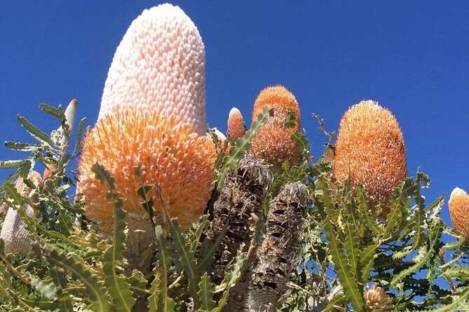 Pinnacles Day Tour - Introduction: Why Consider the Pinnacles Day Tour?