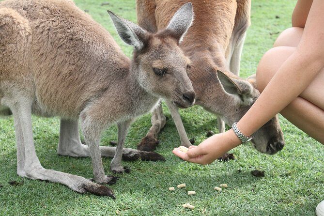 Pinnacles Desert, Koalas and Sandboarding 4WD Day Tour from Perth - Who Will Appreciate This Tour?