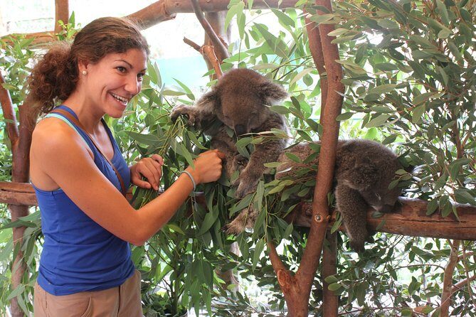 Pinnacles Desert, Koalas and Sandboarding 4WD Day Tour from Perth - The Sum Up