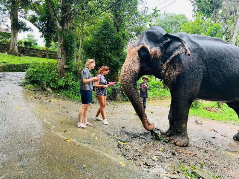 Pinnawala Day Tour from Kandy (Private tour ) - What We Love About This Tour