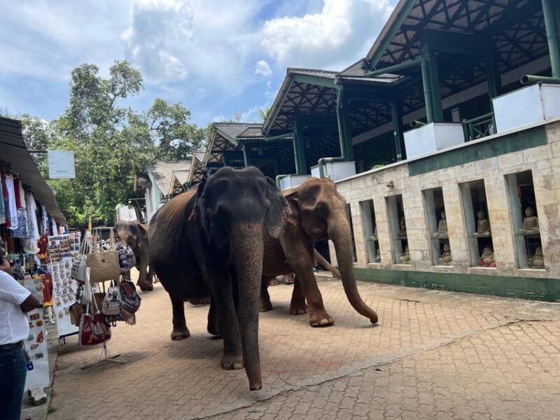 Pinnawala Day Tour from Kandy (Private tour ) - Who This Tour Is Perfect For