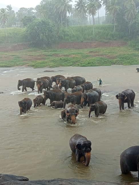 Pinnawala & Kandy Day Tour from Colombo or Negombo - Final Thoughts