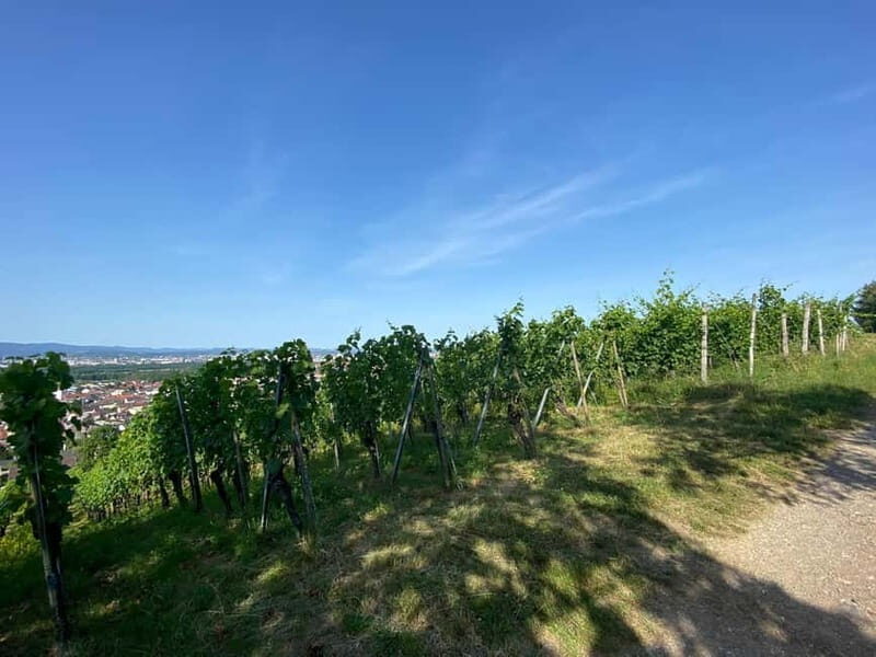 Pinot Noir & Pinot Wine Tour to Baden-Württemberg - An In-Depth Look at the Pinot Noir & Pinot Wine Tour