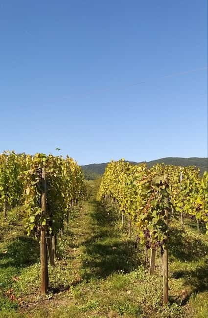 Pinot Noir & Pinot Wine Tour to Baden-Württemberg - Price and Value