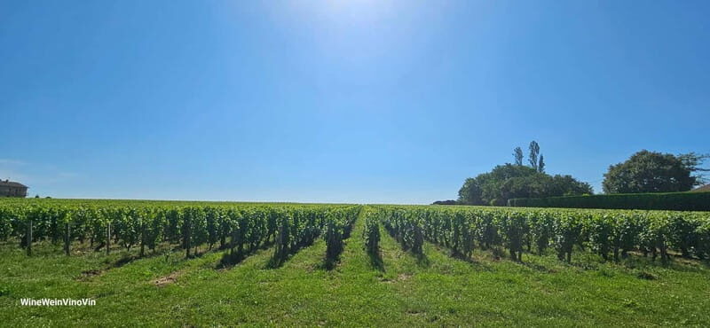 Pinot Noir & Pinot Wine Tour to Baden-Württemberg - Who Should Consider This Tour?