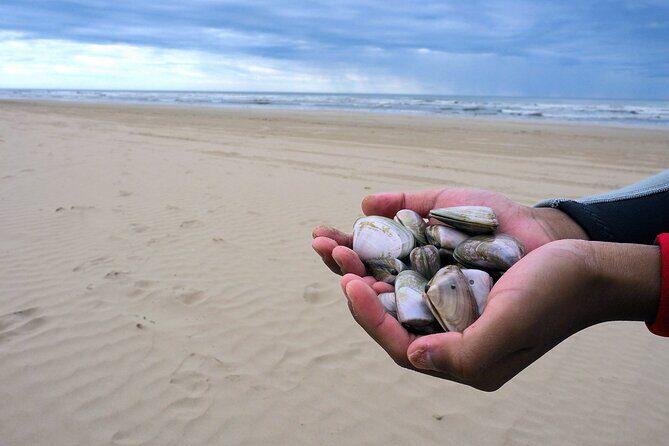 Pipi Catching and Cooking Experience in Goolwa - Key Points: