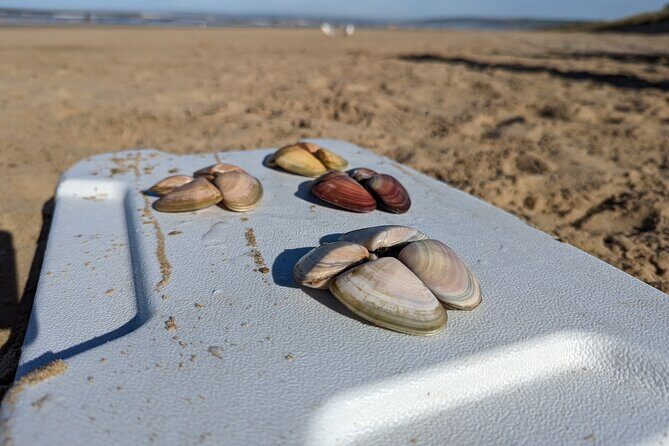 Pipi Catching and Cooking Experience in Goolwa - An Authentic Coastal Encounter
