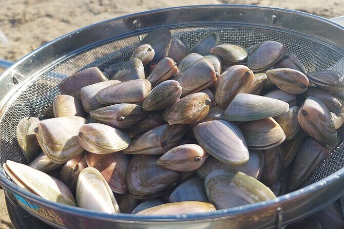 Pipi Catching and Cooking Experience in Goolwa - Final Thoughts: Is It Worth It?
