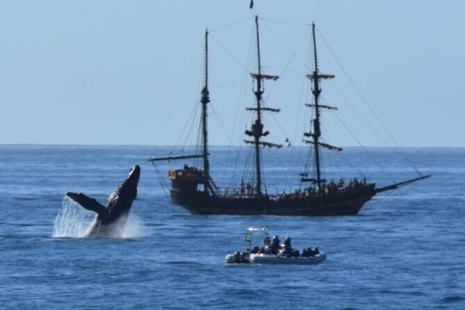 Pirate Hunt Breakfast or Lunch Snorkel Adventure in Cabo - Who is this tour best suited for?