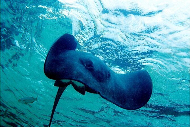 Pirates of the Caribbean Cruise- Snorkel, Sharks & Stingrays - FAQ