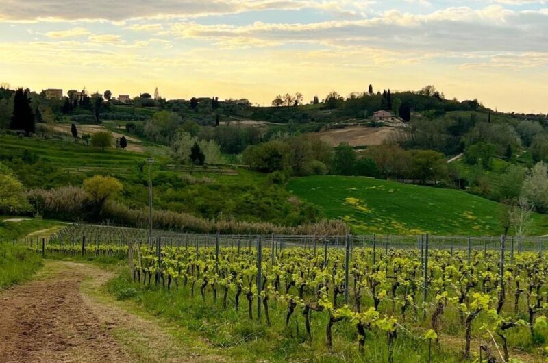 Pisa: Winery Tour and Wine Tasting with Local Food Pairing - A Closer Look at the Experience