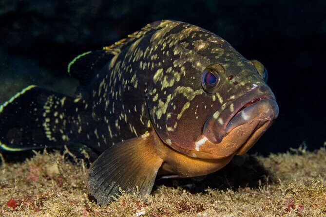 Plakias: Try Scuba Diving first time - Private, from 8 yrs. - Why This Tour Is Good Value