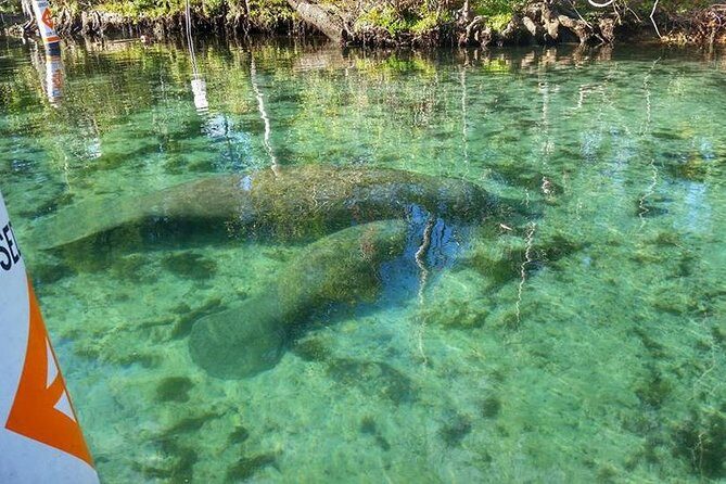 Plantation's Kings Bay Scenic Cruise - Authentic Reviews from Real Travelers