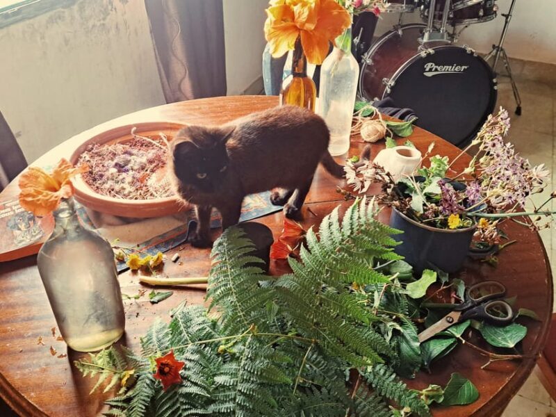 Plants and natural elements for Witchcraft and Tarot - Authenticity and Practicalities