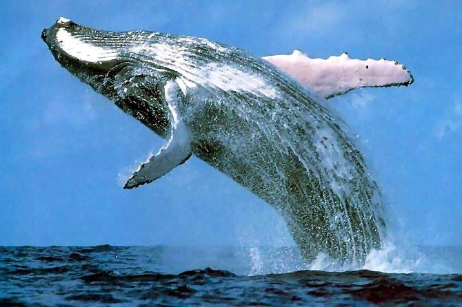 Platinum Whale Sightseeing and Cayo Levantado Island Tour - Introduction