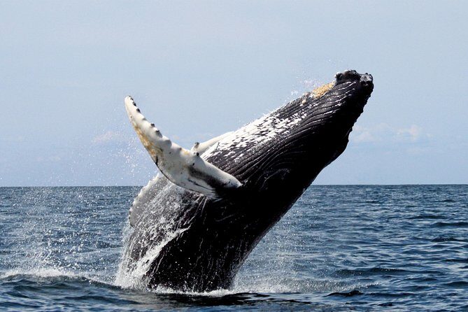 Platinum Whale Sightseeing and Cayo Levantado Island Tour - Key Points