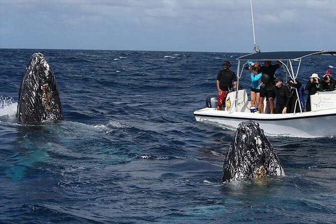 Platinum Whale Sightseeing and Cayo Levantado Island Tour - FAQ