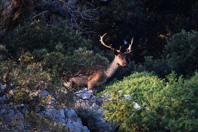 Plavnik island & Wild bays full-day boat trip with capt. Bobo - FAQ