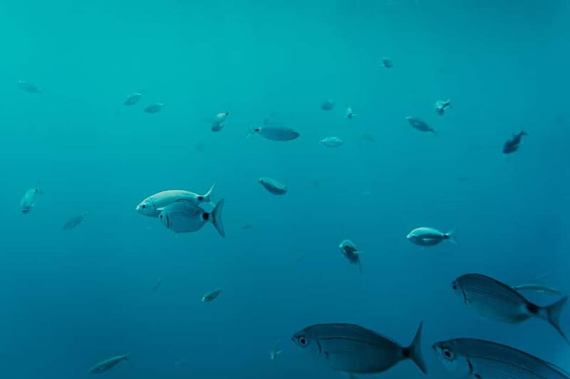 Playa Blanca: Mini Cruise to Papagayo with Swimming Stop - Key Points