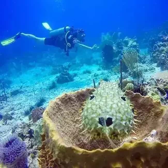 Playa Blanca: Scuba Diving Tour with Equipment - Setting the Scene: What the Tour Offers